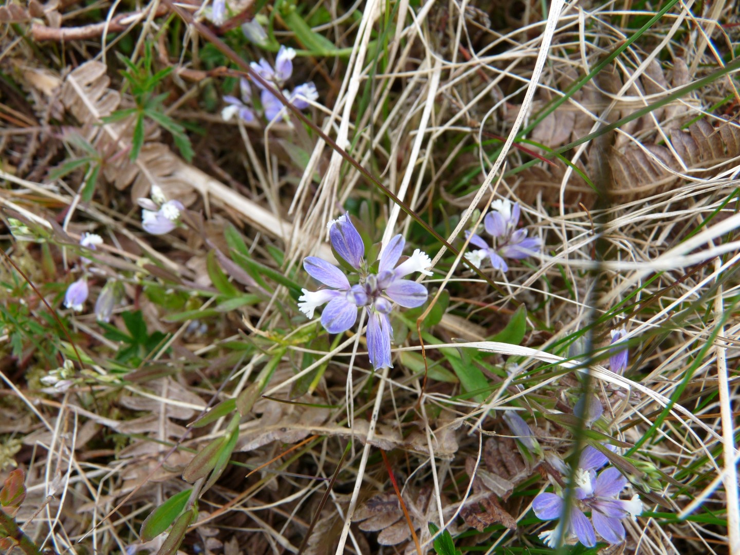 The Flora of Hutton Roof : Polygala serpyllifolia (Heath Milkwort)