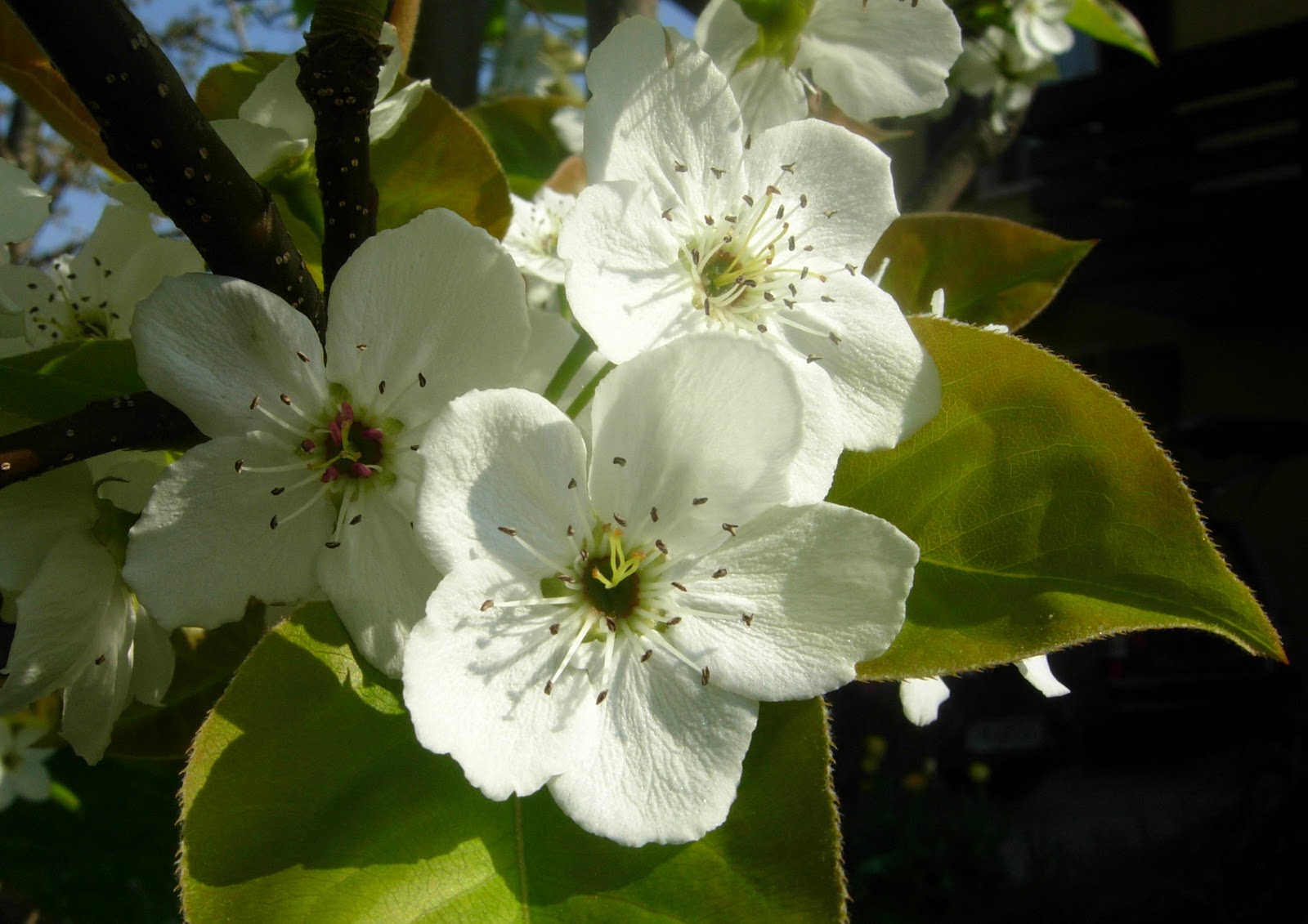 La mia "pizza napoletana" e splendida fioritura del Nashi