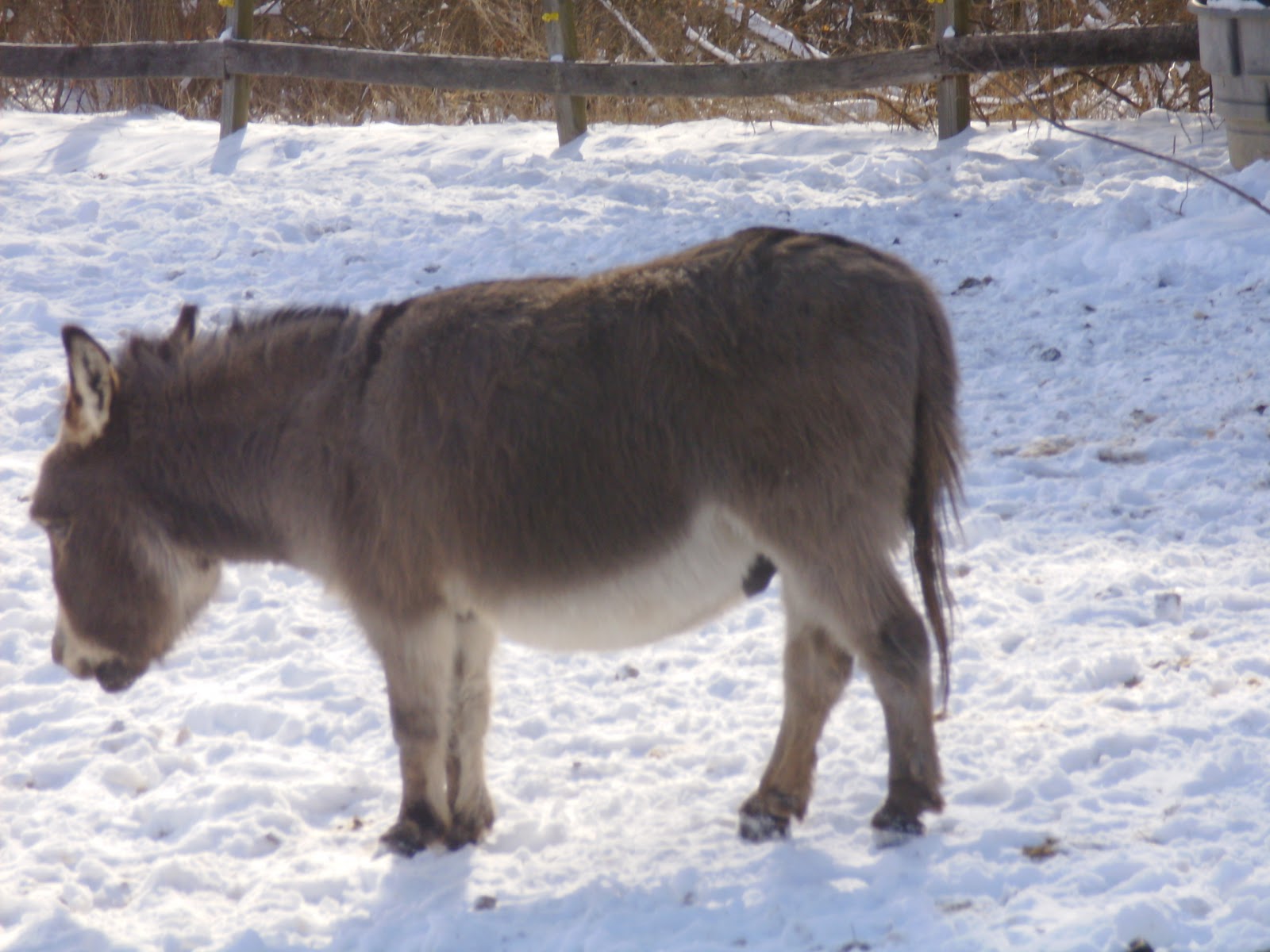 My friend bought a fat, miniature donkey. Last week she went out to ...