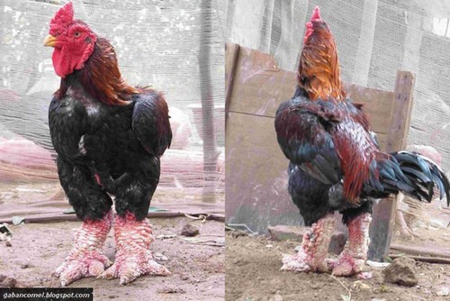 Kaki Ayam Bersaiz Raksasa - Gaban Comel