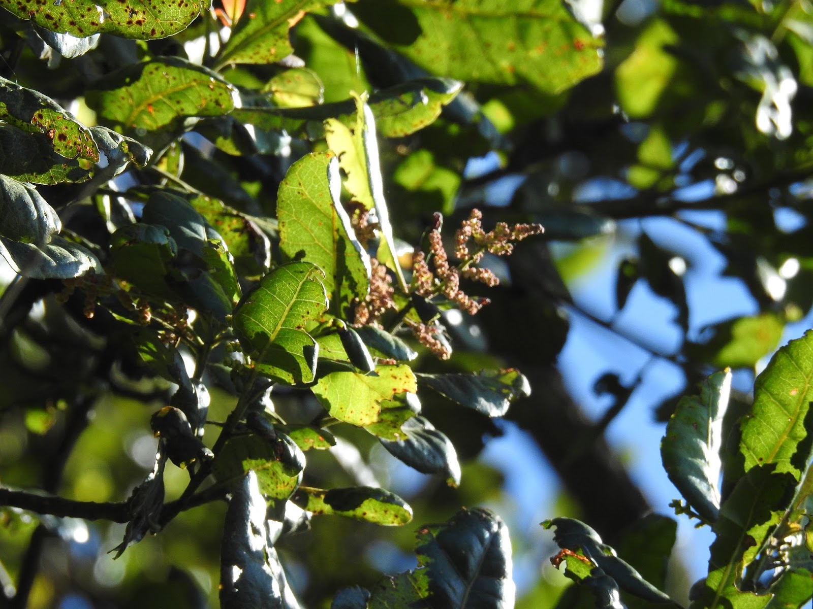 Jenis Tanaman Gunung Merbabu : Wuru (Myrica Javanica) 16 - FADEL5116