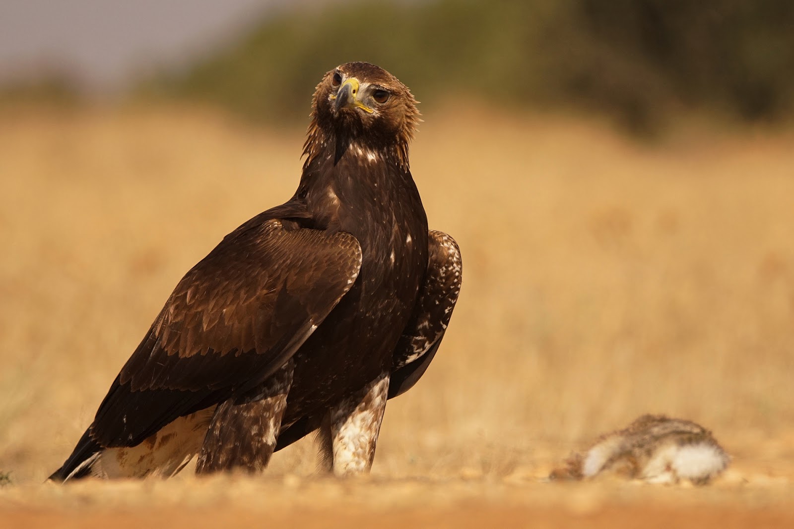 Pasión por las aves: Águila real.(Aquila chrysaetos)