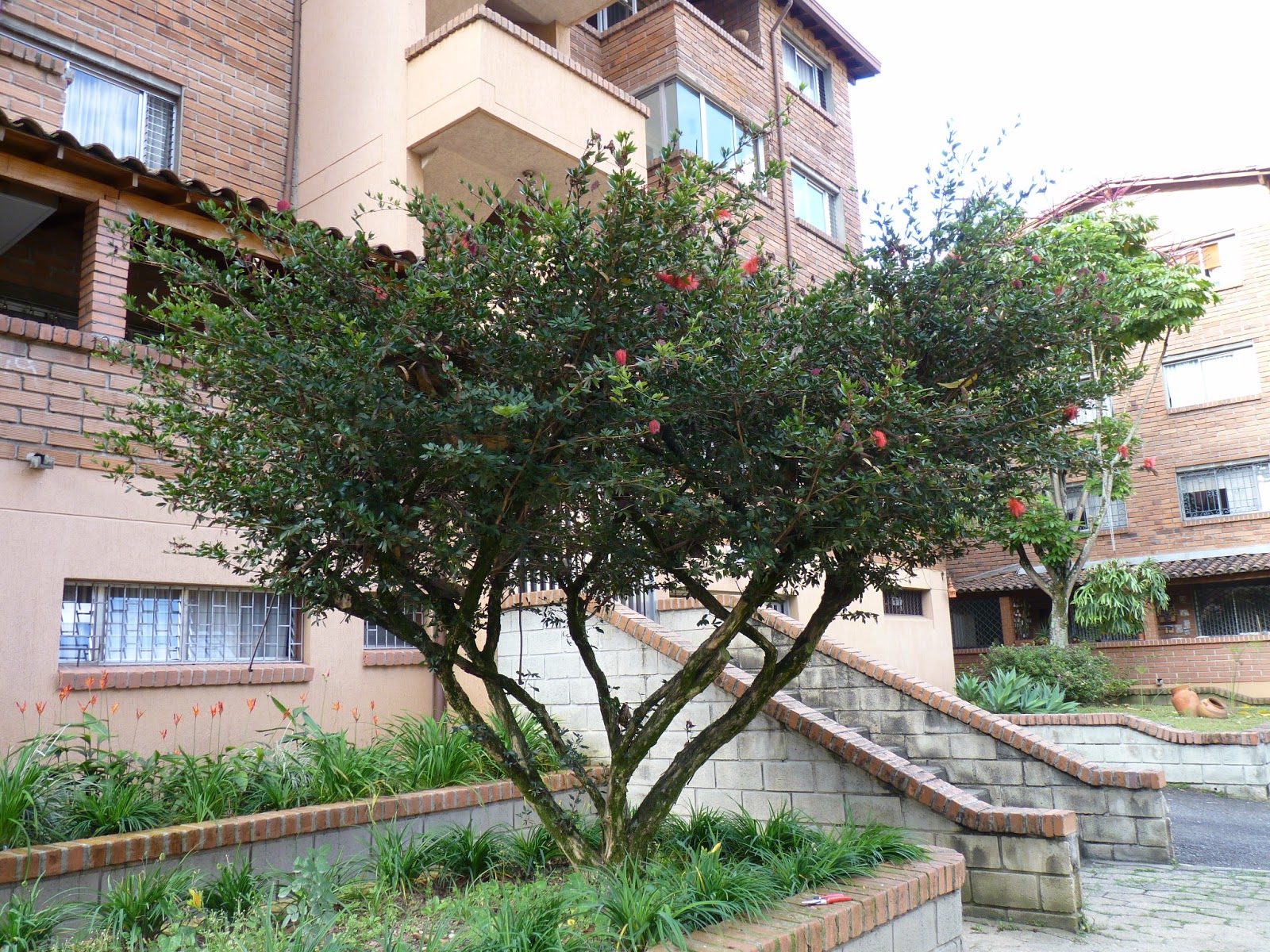 ARBORETUM: Árboles fantásticos, Los calliandra