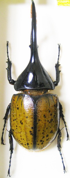 O BESOURO DYNASTES HERCULES E A SUA SUPER FORÇA ~ Ciencia Blogada