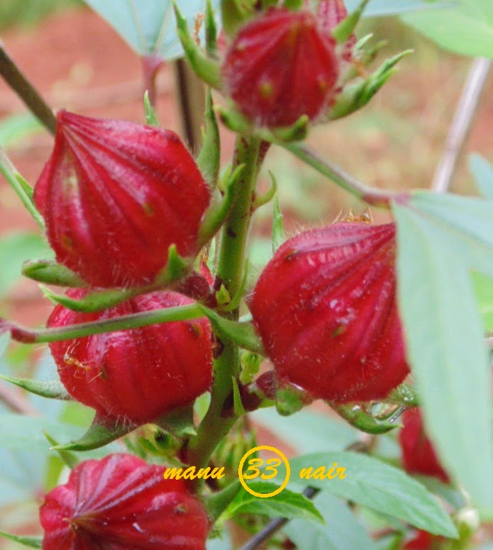 papanasini: MATHI PULI (Hibiscus sabdariffa.)