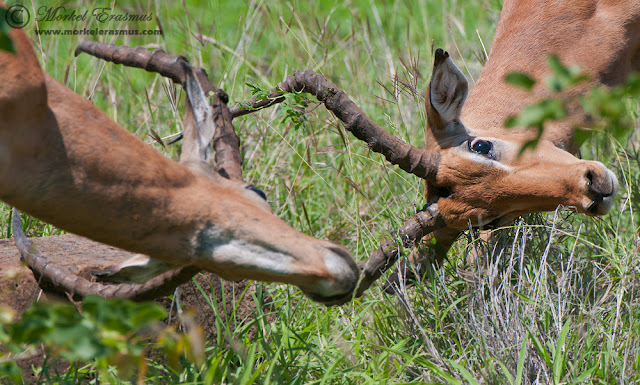 An ode to the Impala | Focusing on Wildlife