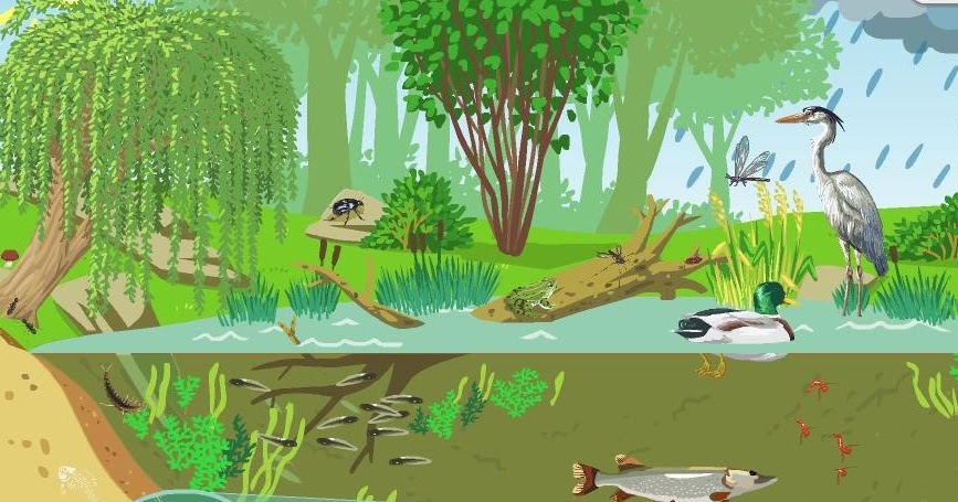 SCIENCE: Ecosystem; Definition, Types, Levels, and Inter Component