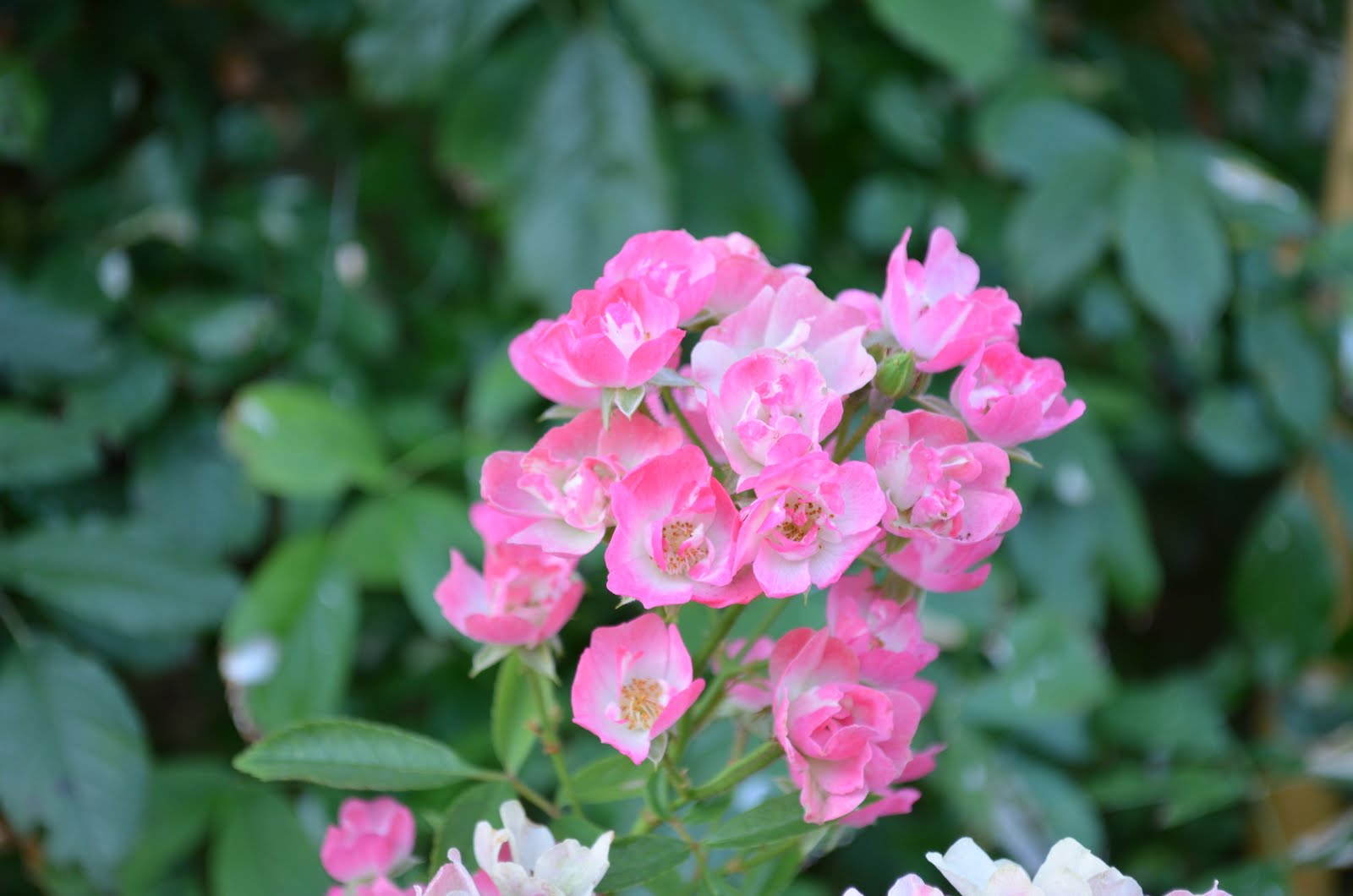 Jurnal de gradina: Flori de August