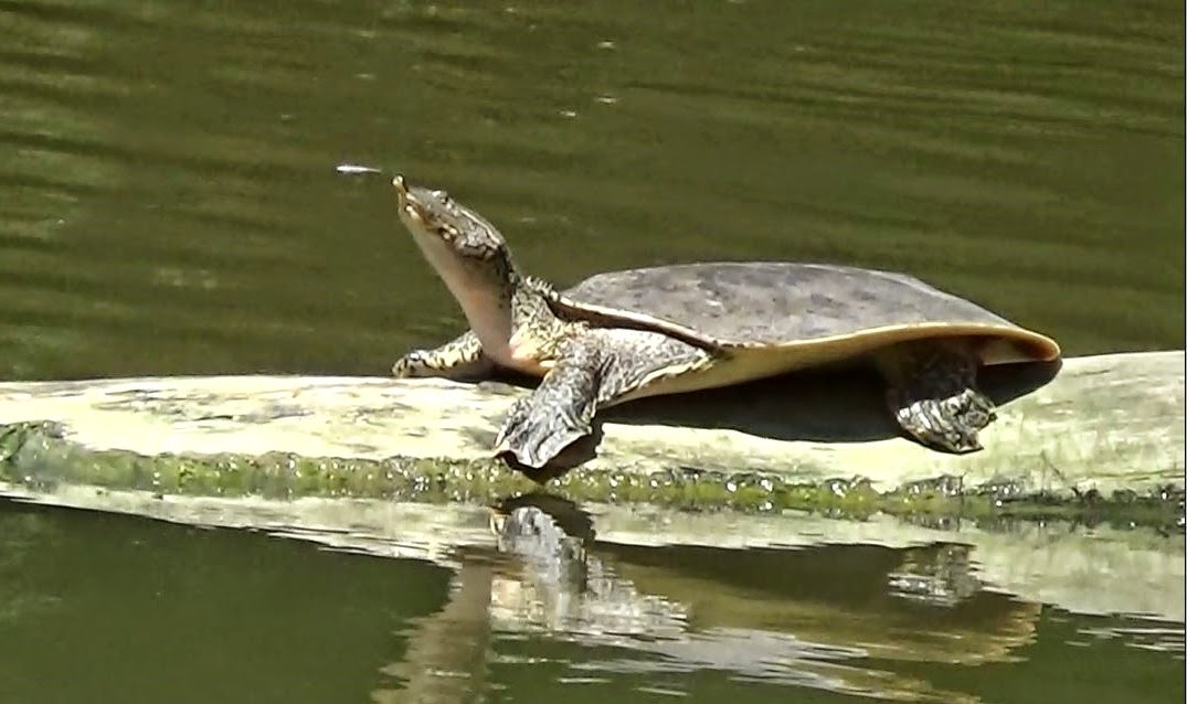 Bridgeport Musings: July 4th Update On The Cass River, Lyle And Davis ...