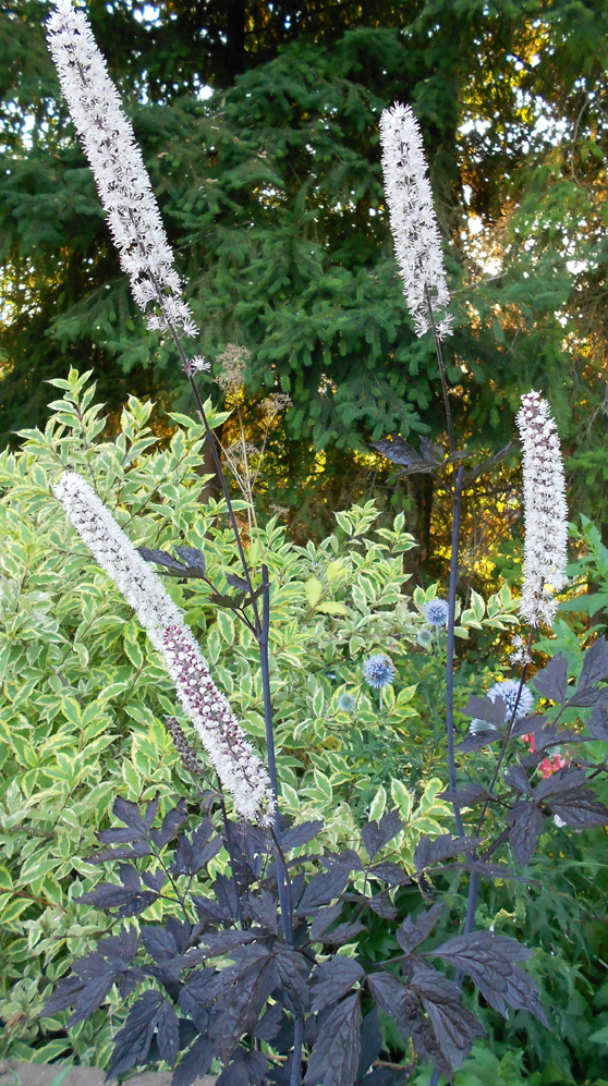 My Petal Press Garden Blog: Cimicifuga racemosa 'Hillside Black Beauty ...