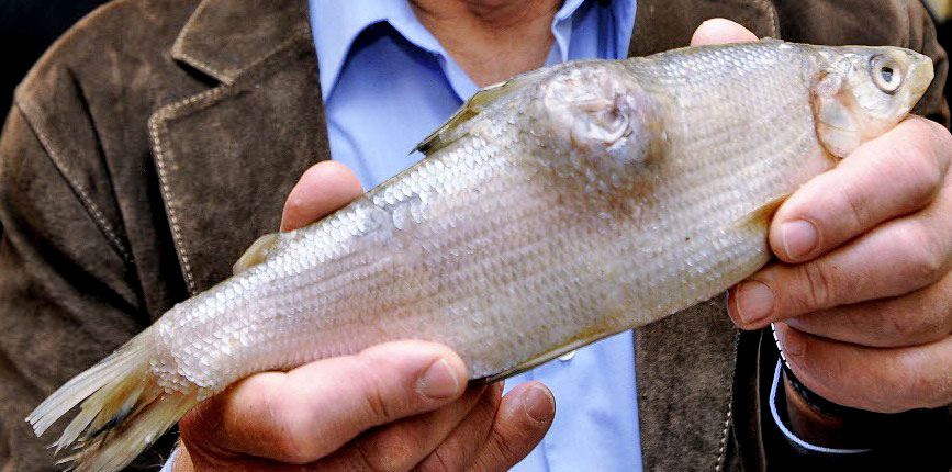 The Big Wobble : Fukushima has changed our world forever: New exclusive ...