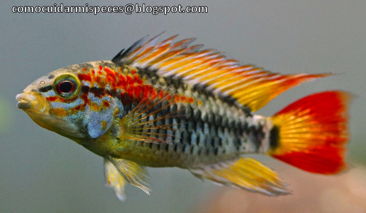 ¿Apistogramma Viejita o Apistogramma Macmasteri? Fotos de cada especie