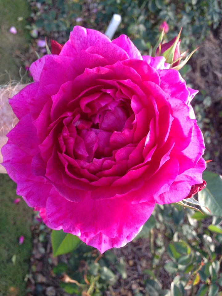 umiyumi2 : our life in perth, WA: Melville's Rose Garden - Carmel, WA