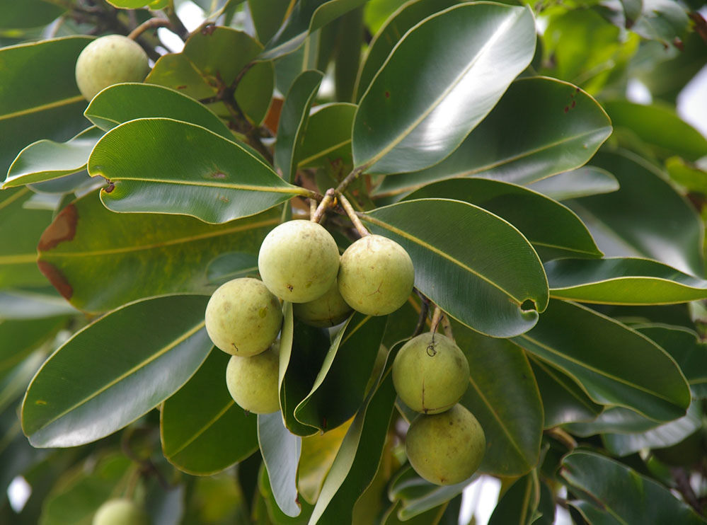 දොඹ [Domba] (Calophyllum inophyllum) ~ අපේ ඔසුපැළ Medicinal Plants of ...