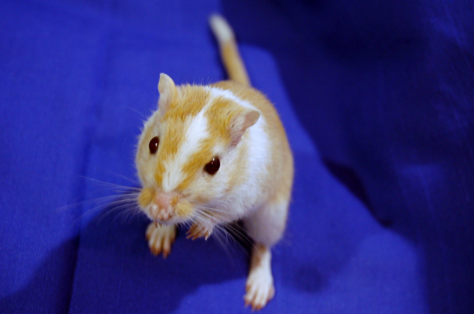 Sunshine Gerbils - Southeastern Pennsylvania gerbil breeder