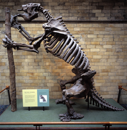 Megaterio (Megatherium)