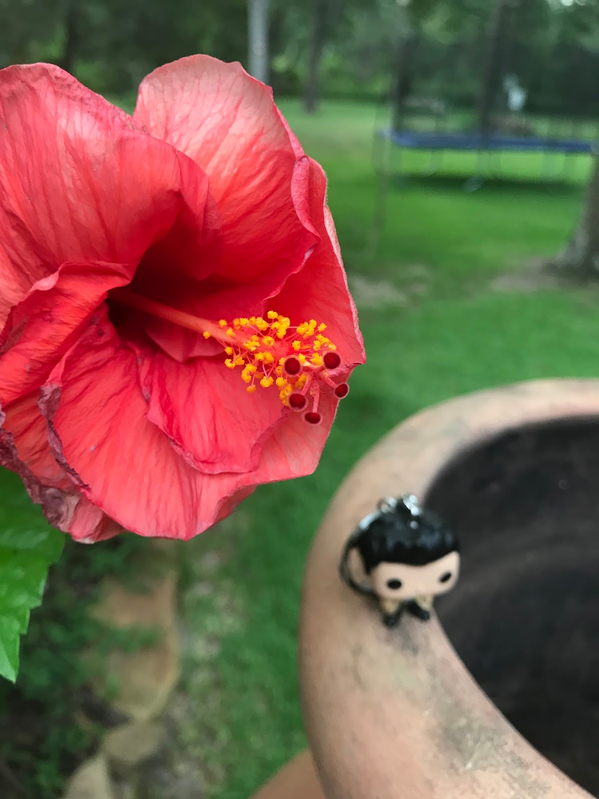 AP Biology Biological Collections: 14. Stigma and Style of Carpel