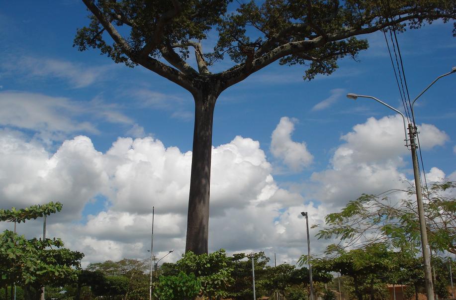 MI TACABAMBA: 108 .- PLAZA DE LA LUPUNA - PUCALLPA