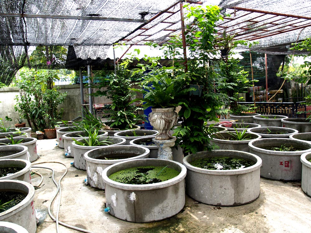 Berita TV Malaysia: Betta Fish farm model