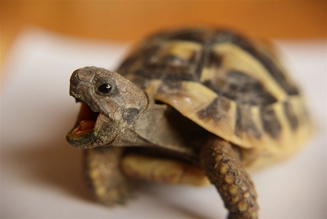 Introducing The Hermann Tortoise ~ Tortoise Types