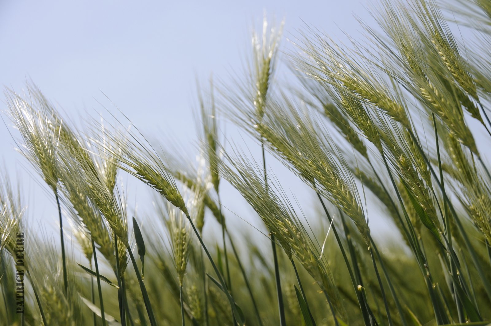 PATOCHE79-Réflex79: EPIS DE BLE 1