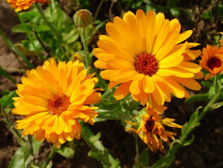 Totul Despre Gradini Flori Si Pomi: Insecticide Ecologice