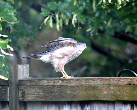 Sharp-shinned Hawk - Travels With Birds