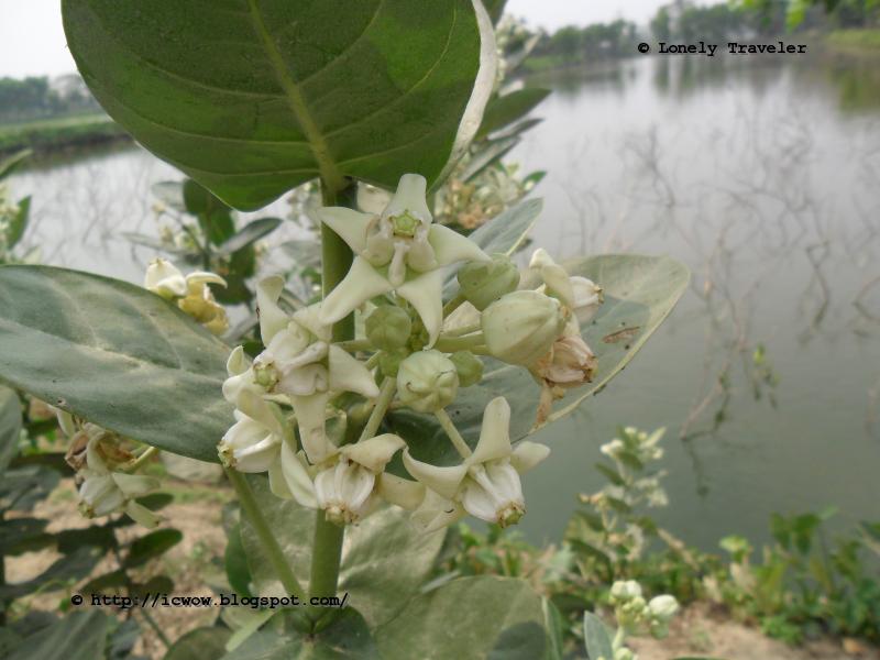 Shada Akondo Ful(সাদা আকন্দ ফুল) - Calotropis gigantea