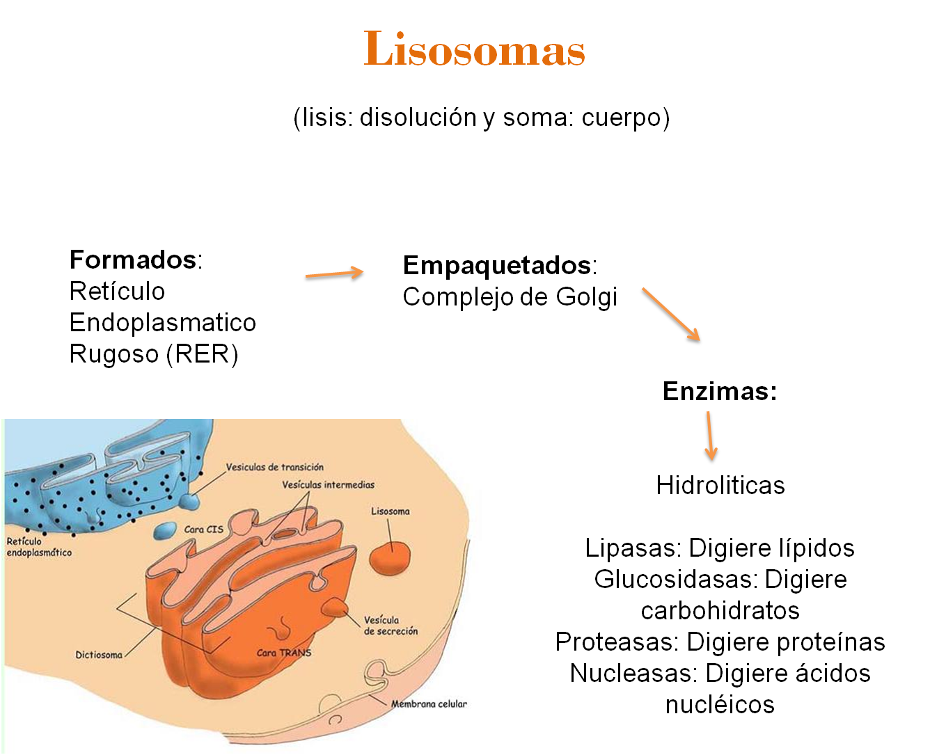 Yusmary Paola Mausa. Biología Molecular y Celular : Lisosomas