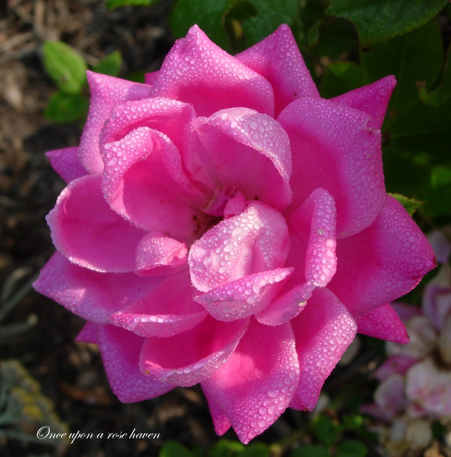 Once Upon A Rose Haven: Al Fresco