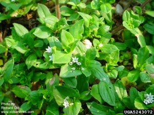 Nama Gulma dan jenisnya - AGRONOMI UNHAS