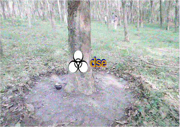 PENGEDAR BAJA ORGANIK NANOSEL TAWAN DANG (RED SUN): Pokok Getah dan ...