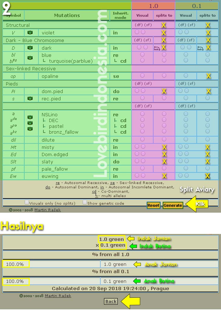 Cara Menggunakan Genetic Calculator / Gencalc Lovebird
