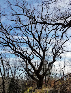 History and Culture by Bicycle: Ponca State Park: Old Oak Tree, 10/28/2018
