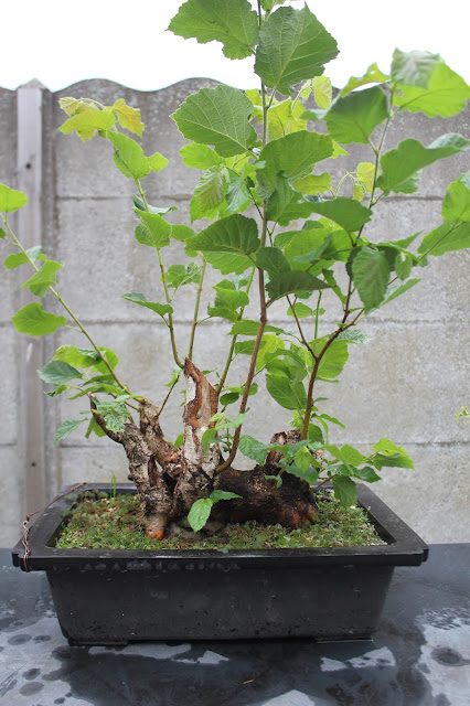 Bonsai en Bogen: Hazelnut revisited 09.07.2015