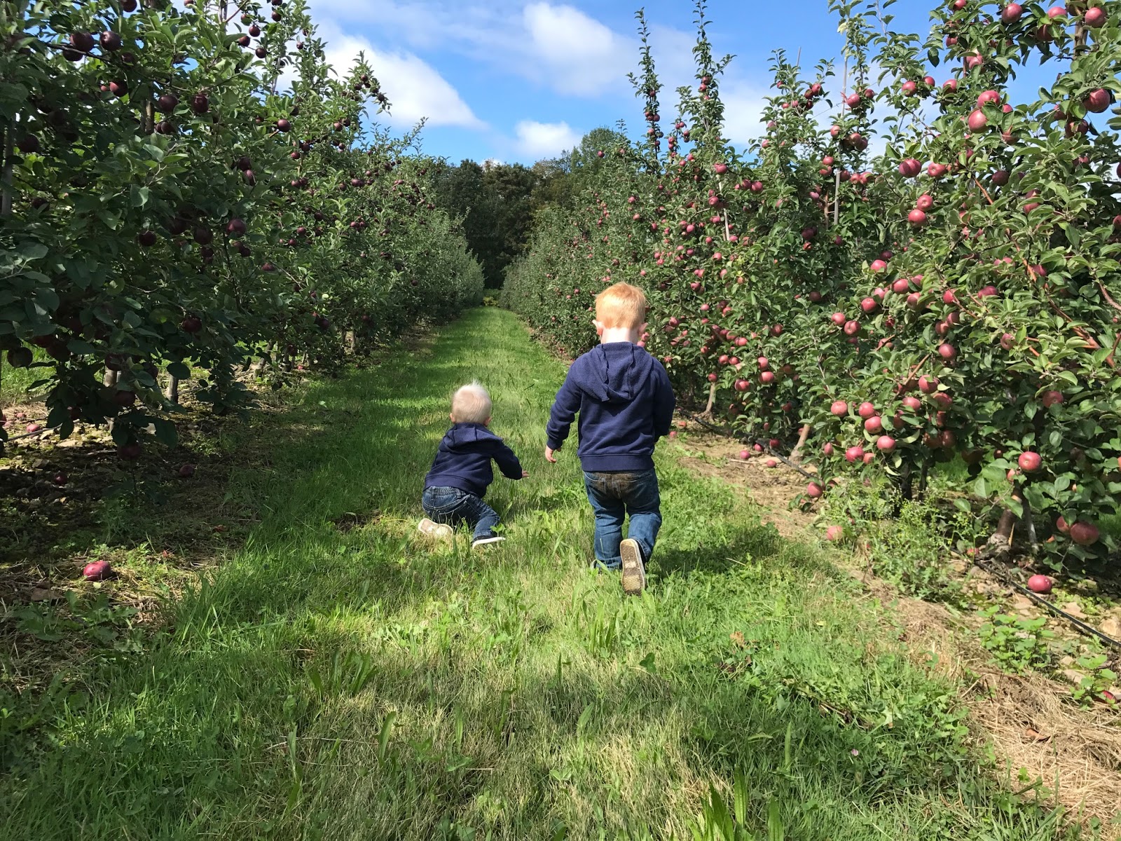 appledale orchards - Loving Life Moore