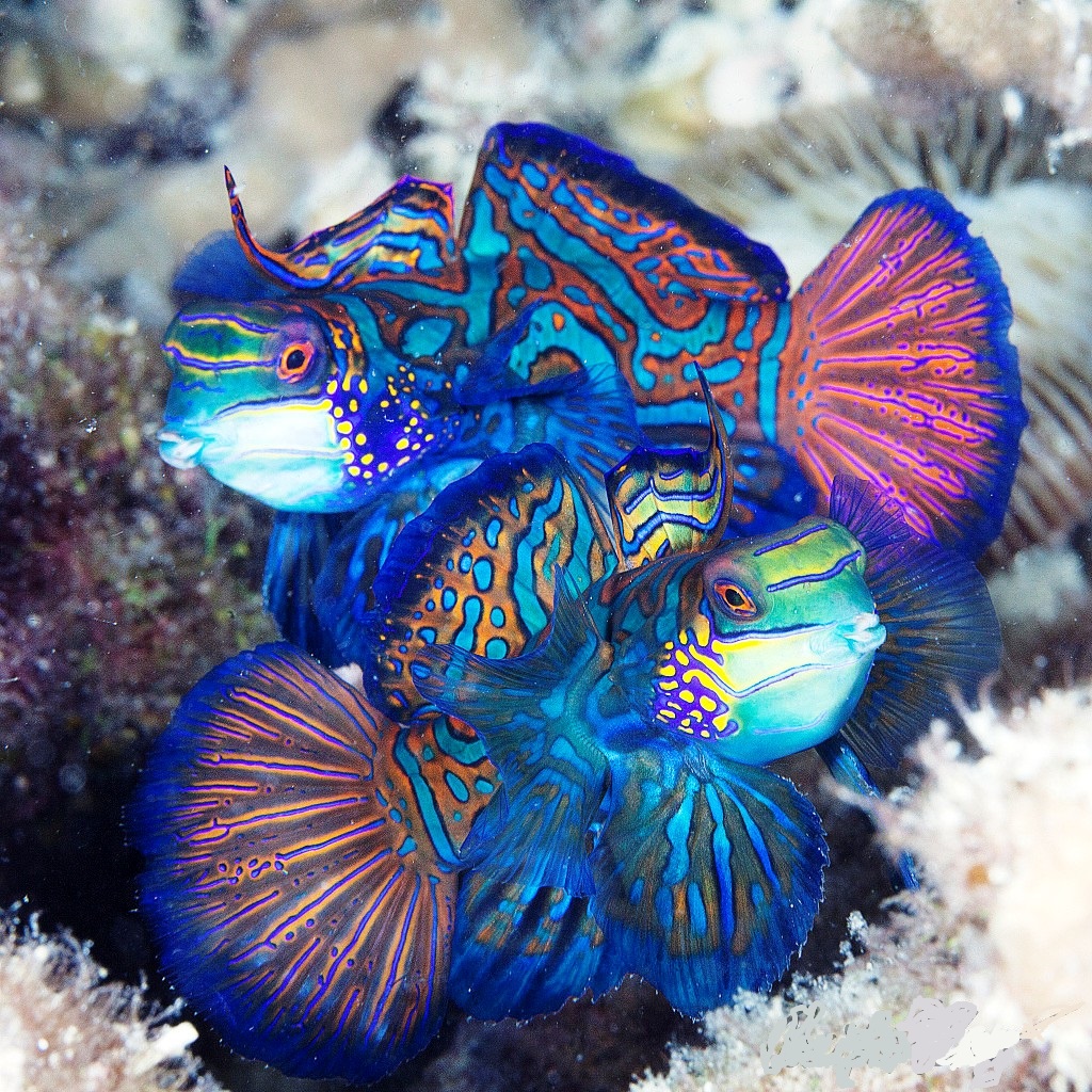 MANDARIN FISH photos - wallpapers (ανανεωμένο) | the fun bank