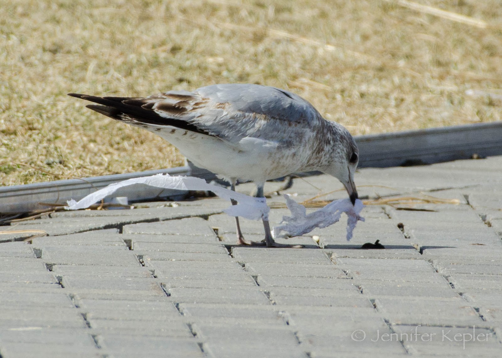 Snapshots of Nature: Trash Birds