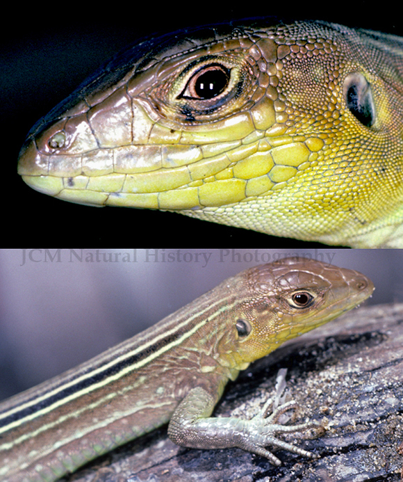 The Herpetology of Trinidad and Tobago: Beach Runner, Cnemidophorus ...