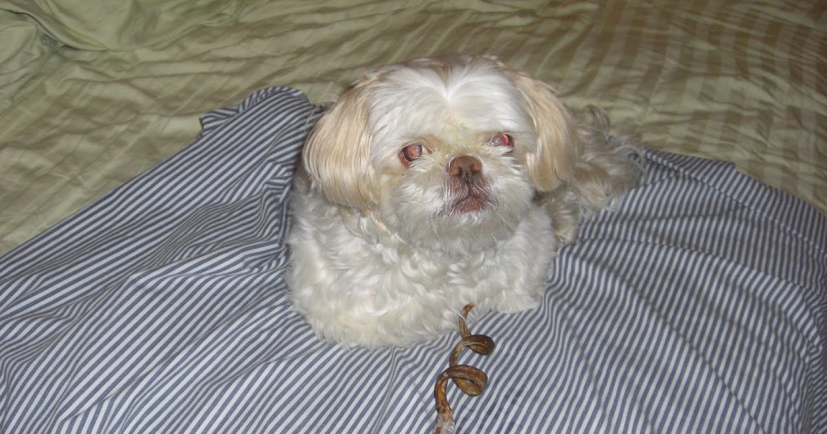 Busy, Busy Buttons: A Dog, A Bed, and A Dingleberry