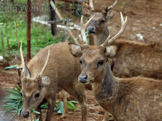 Rusa Timor (Cervus timorensis) di Timor? | daon lontar