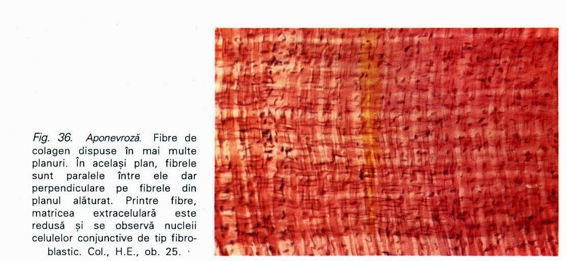 Stud-dent la Facultatea de Medicina Victor Papilian