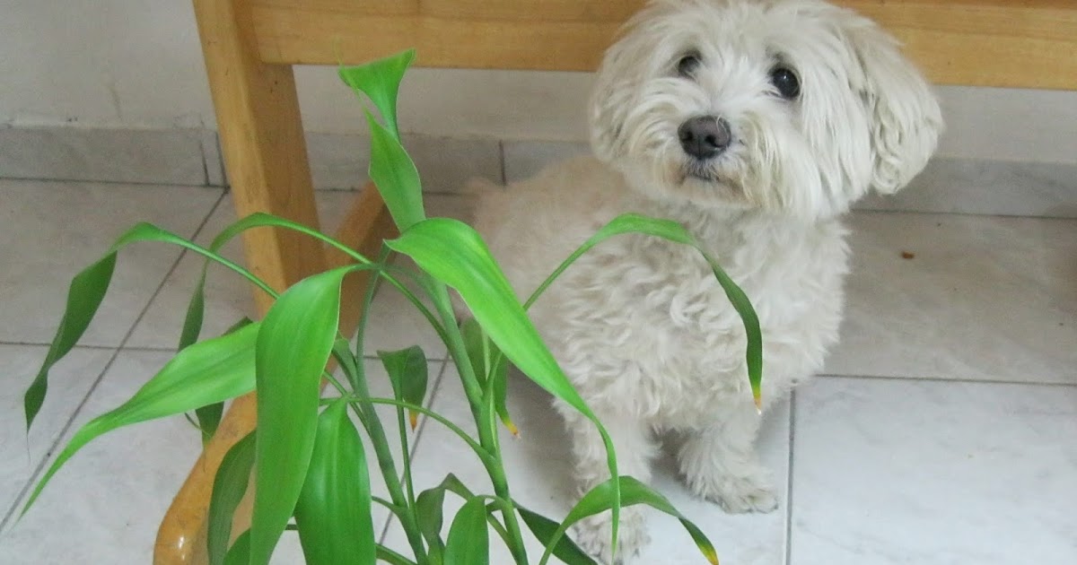 artiststory: Silent Dogs and the Symphony of Biodiversity