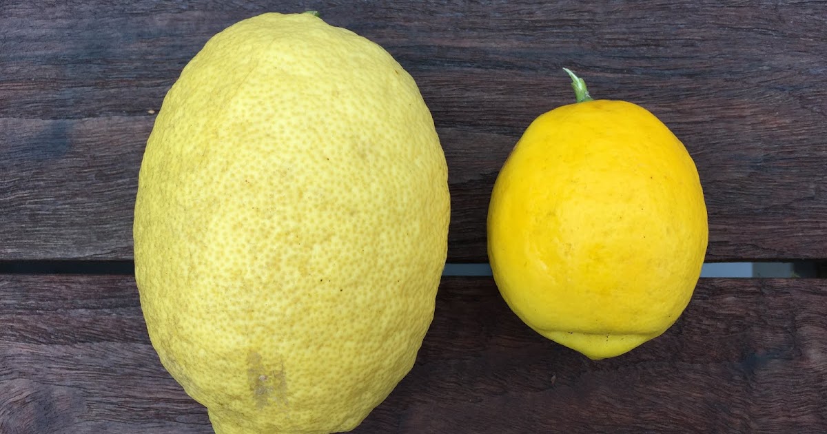 Citrus Enthusiast: Meyer Lemons vs. Regular Lemons
