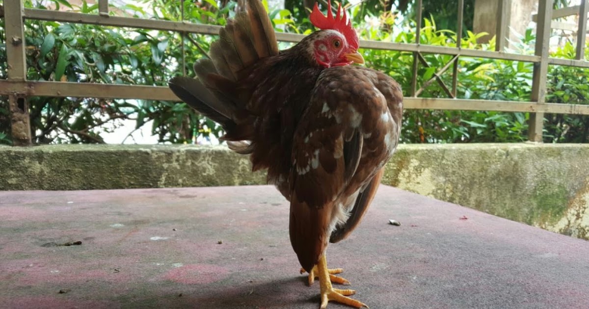 Serama Malaya: Prince Kubing Malaya