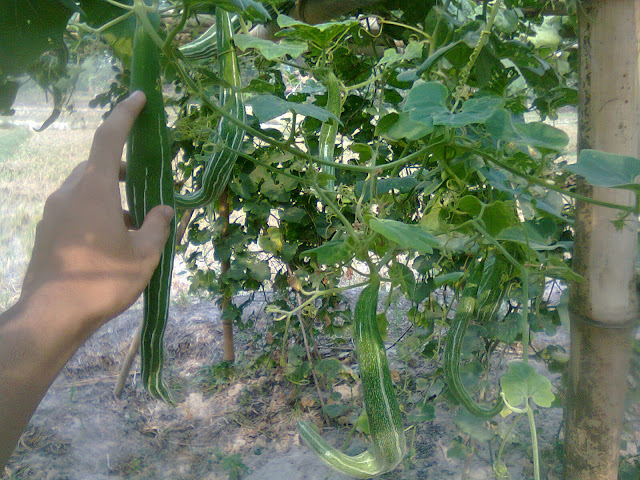 Cara Budidaya PARE BELUT Dari Biji Secara Organik Agar Cepat Berbuah ...