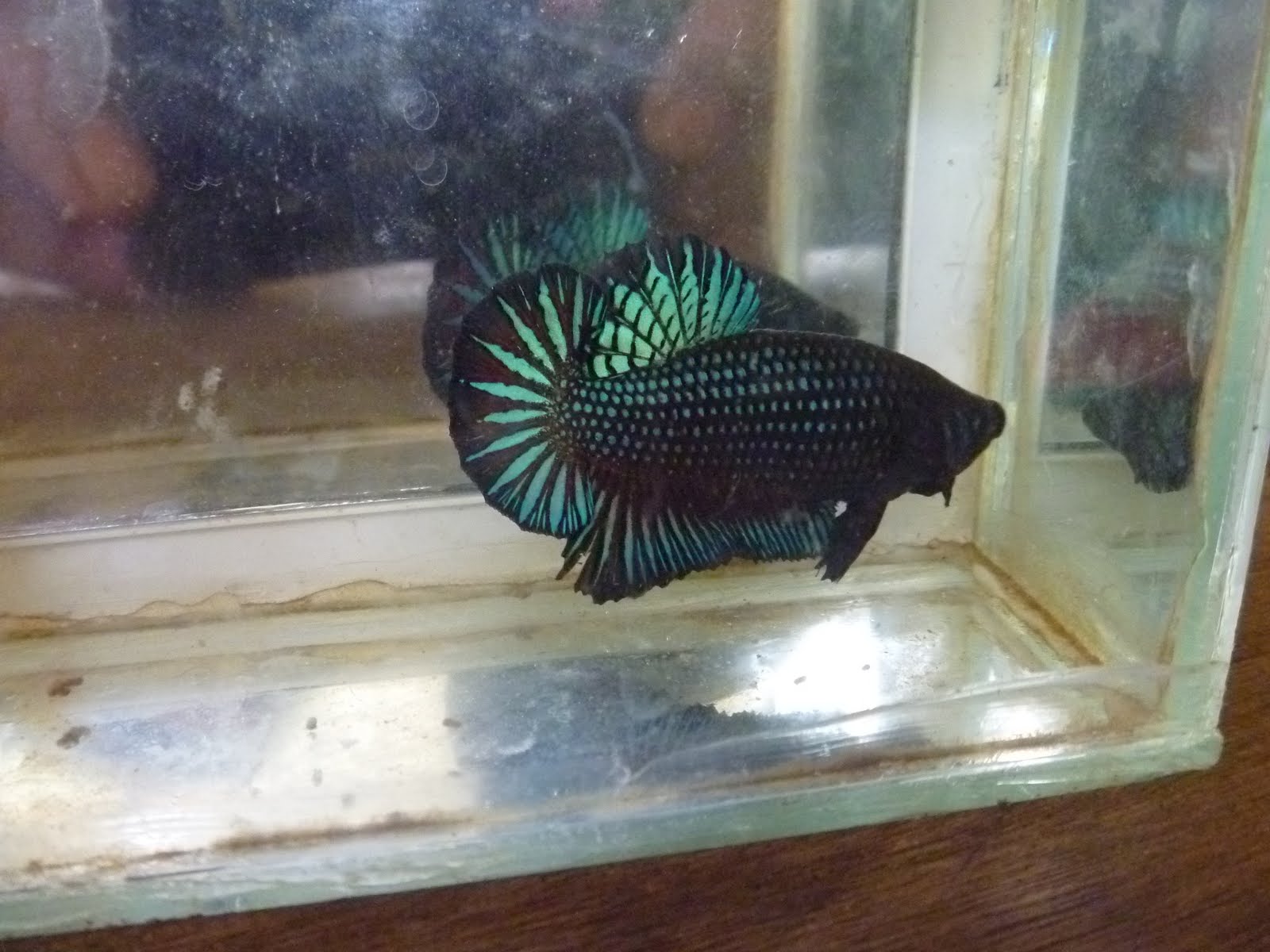 piekybettahouse: betta hmpk black green lace rm 25-sold out