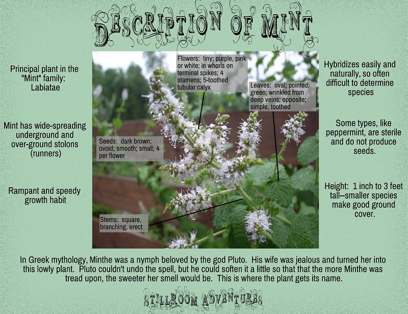 Description of Mint