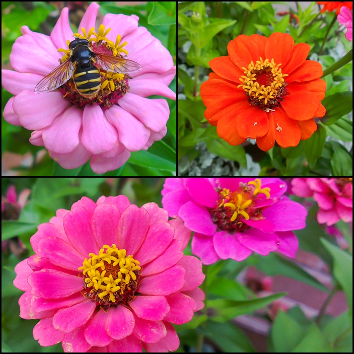 Summer Is Ticking Away |Blissful Solitary Wanderings