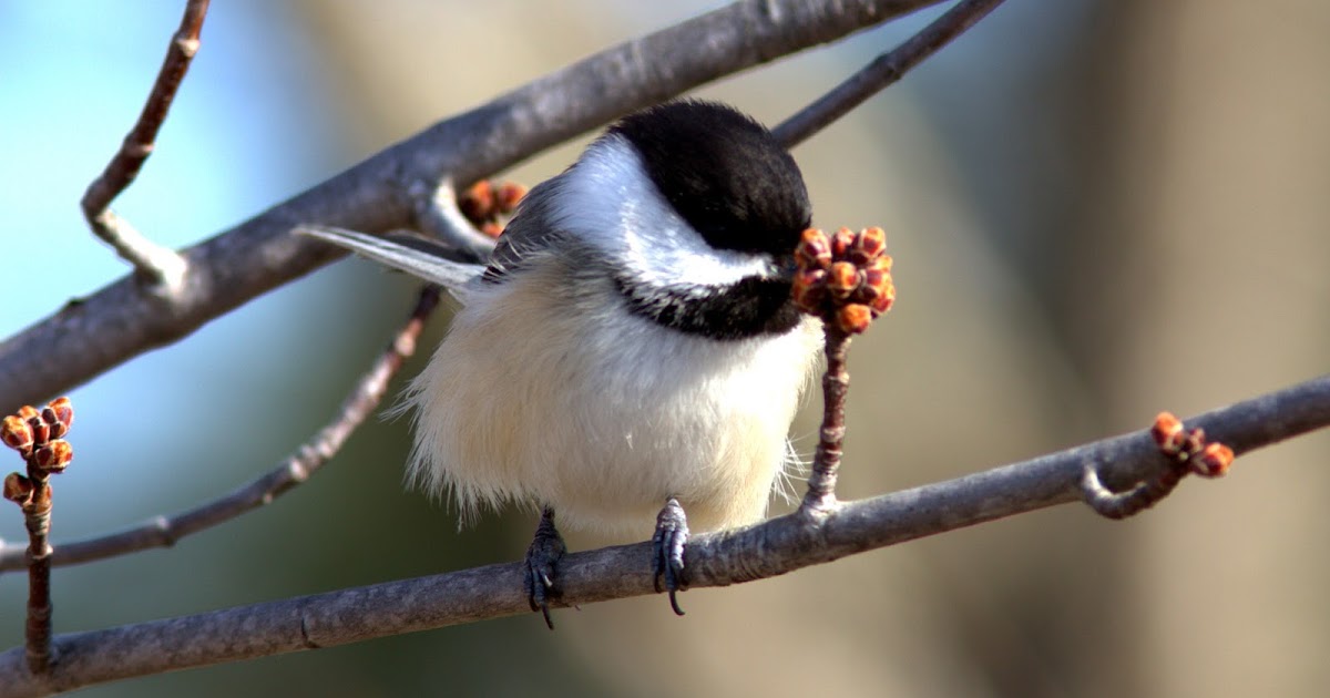 'Burg Birder: Perch to Peers